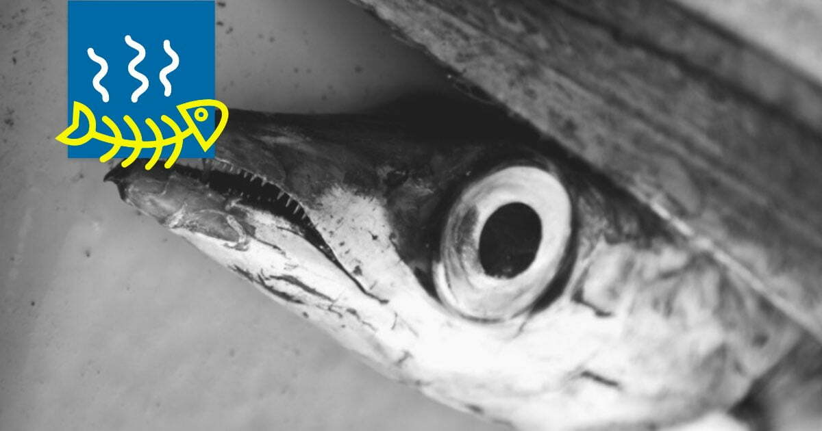 Shop - Surströmming kaufen